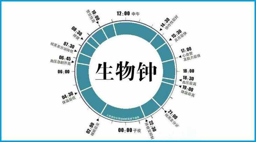 生物钟的判断口诀图标