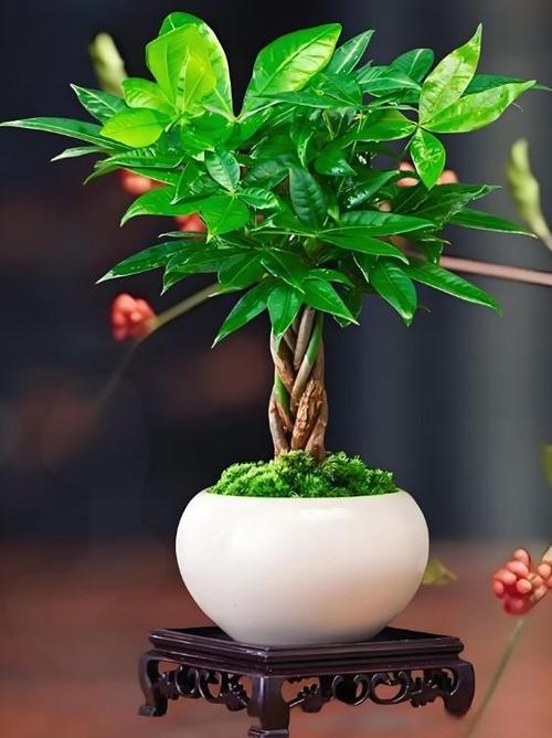 招财进宝树图片图标