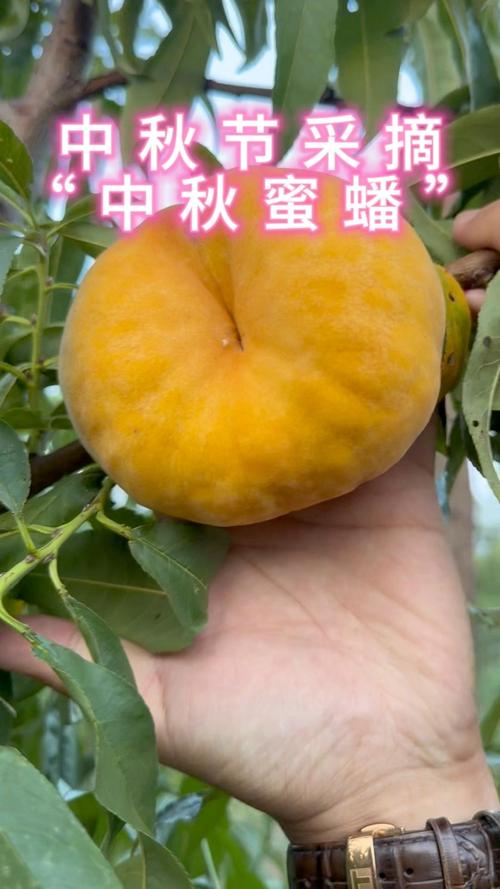 中秋蟠桃截图