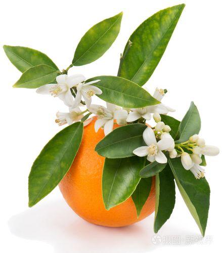 香橙花是什么味道图标