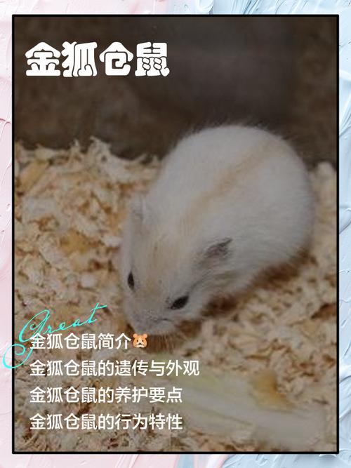 金狐登录图标