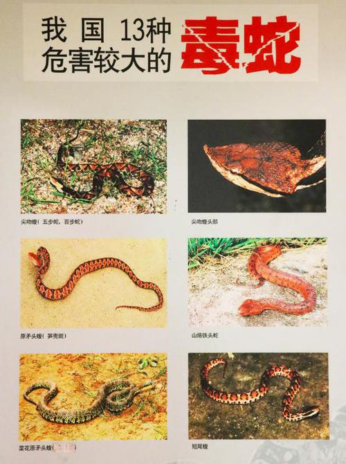 毒分几种类型图标