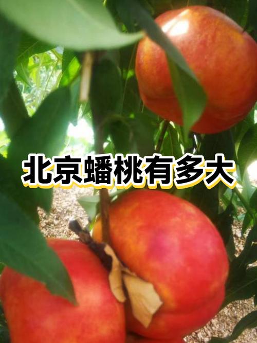 北京蟠桃