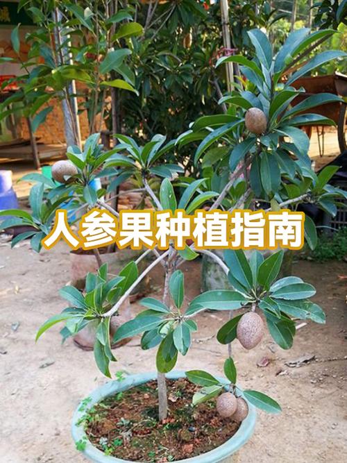 人参果蒸熟吃好吗图标
