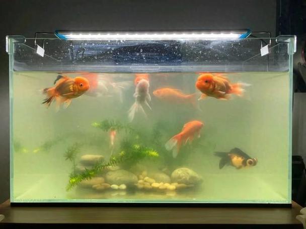 鱼缸换水两天后水浑浊图标