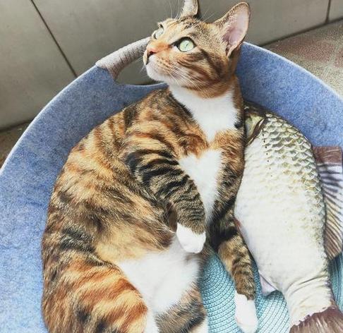 猫精力太旺盛怎么办截图