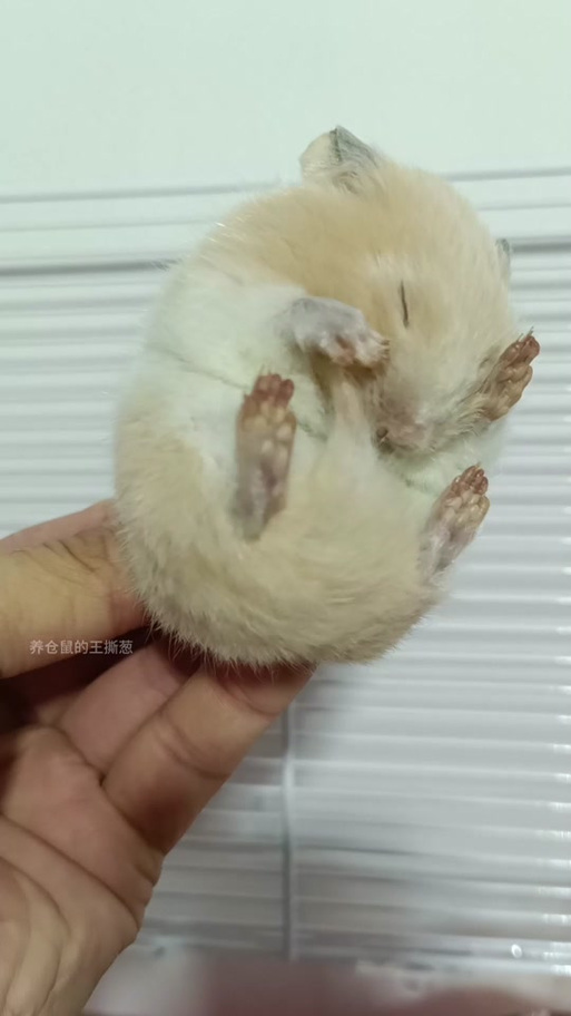 仓鼠一动不动四肢僵硬是不是死了图标