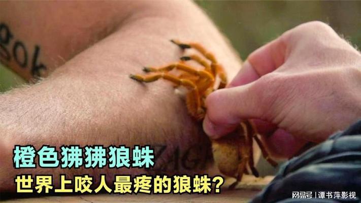 狼蛛会咬人吗截图