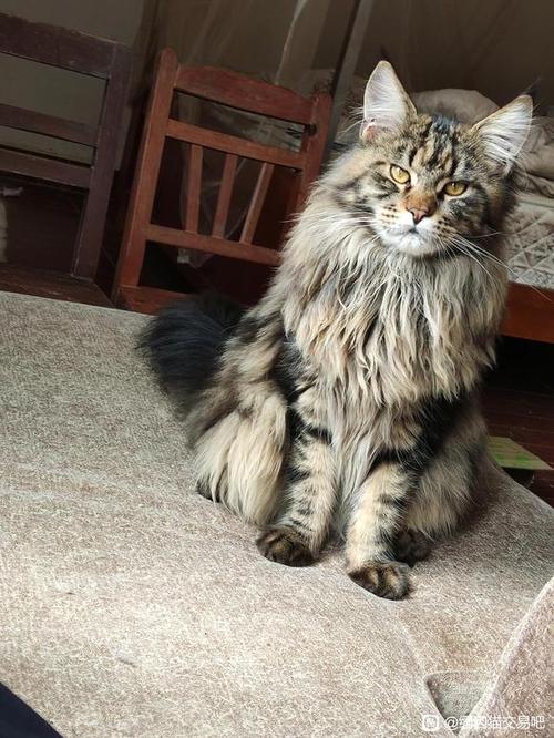 哪个品种的猫贵图标
