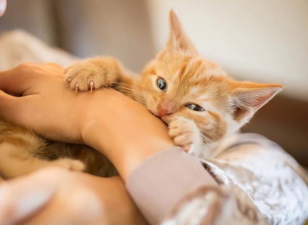 猫咪喜欢轻咬主人截图