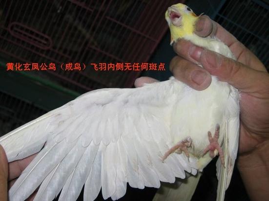 怎么让玄凤繁殖图标