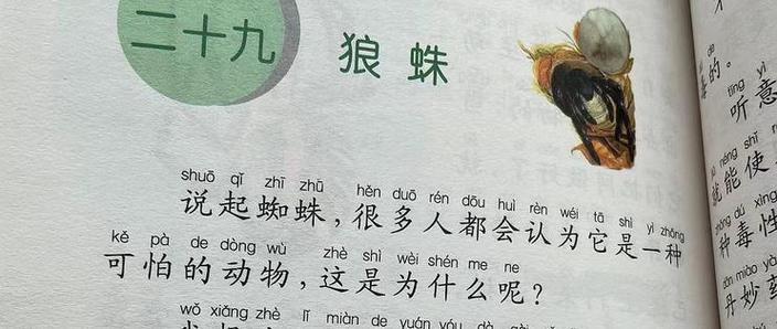 狼蛛属于什么档次图标