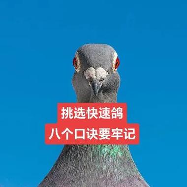 选鸽子口诀图标