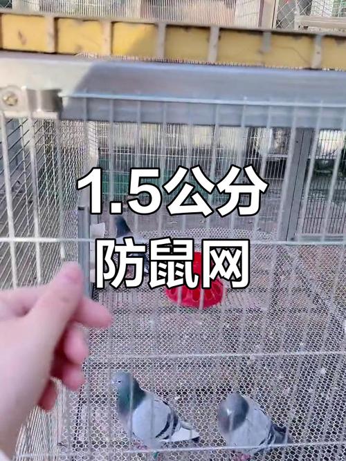 安装田鼠网图标
