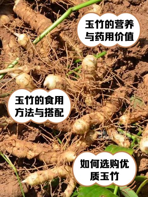 盘玉竹多久上一次油图标