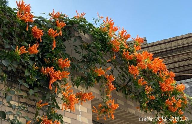 植物大战僵尸四炮流图标