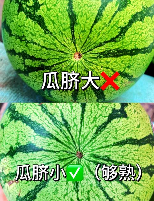 看瓜的两种意思截图