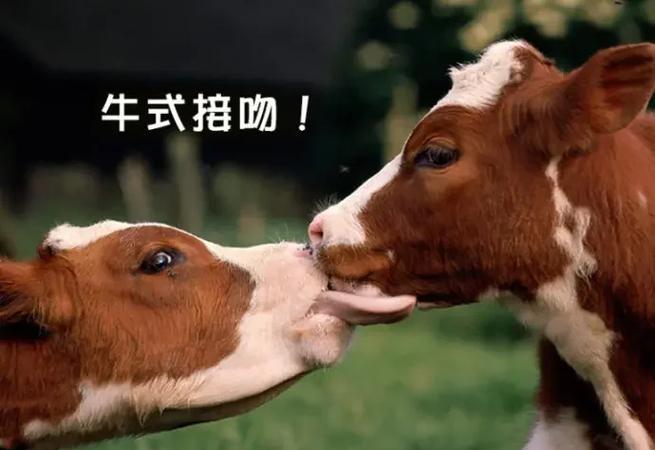 小牛多少钱一只图标