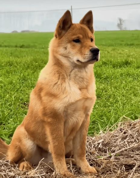 中华犬图片图标