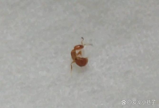床上的蚂蚁怎么来的图标