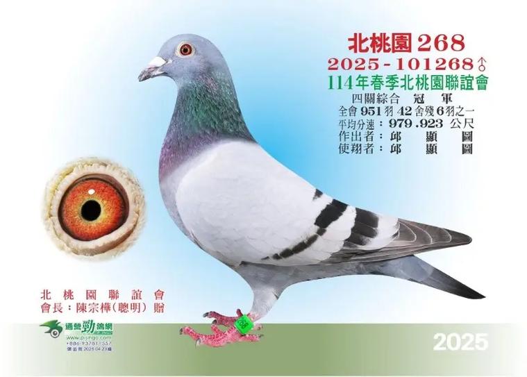 台湾桃园鸽会成绩查询图标