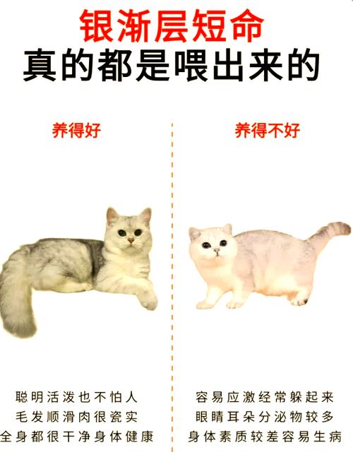 女孩子养猫注意事项图标