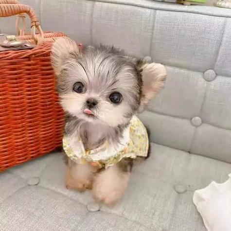 茶杯犬可爱萌萌图标