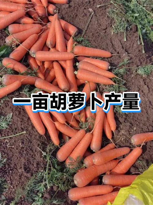 种植胡萝卜一亩利润图标