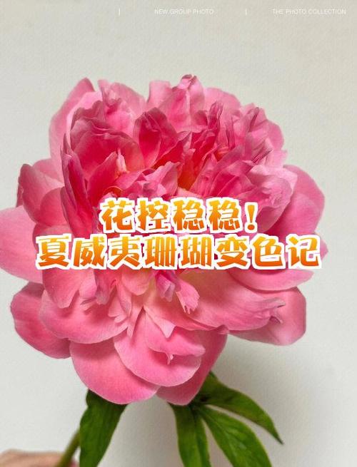 珊瑚时间久了会变色吗截图