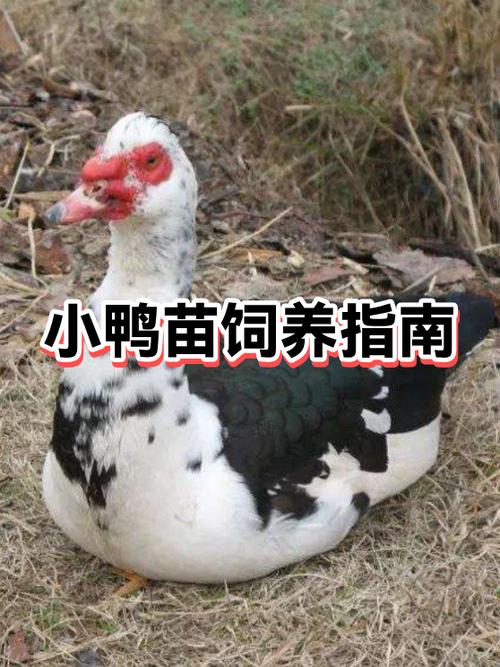 养小鸭子的正确方法图标