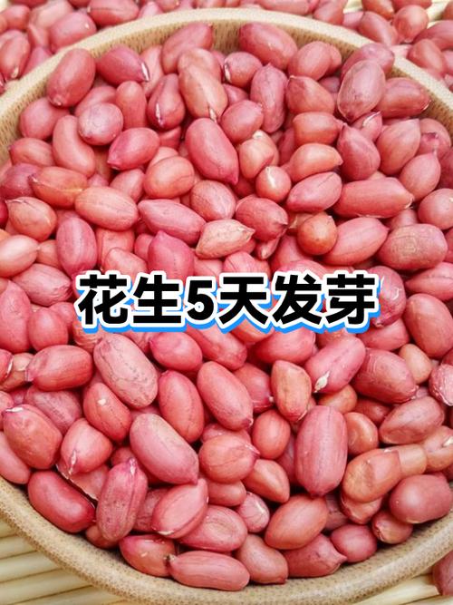 花生几天发芽截图