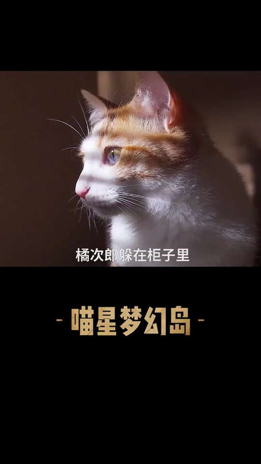 喵星梦幻岛截图