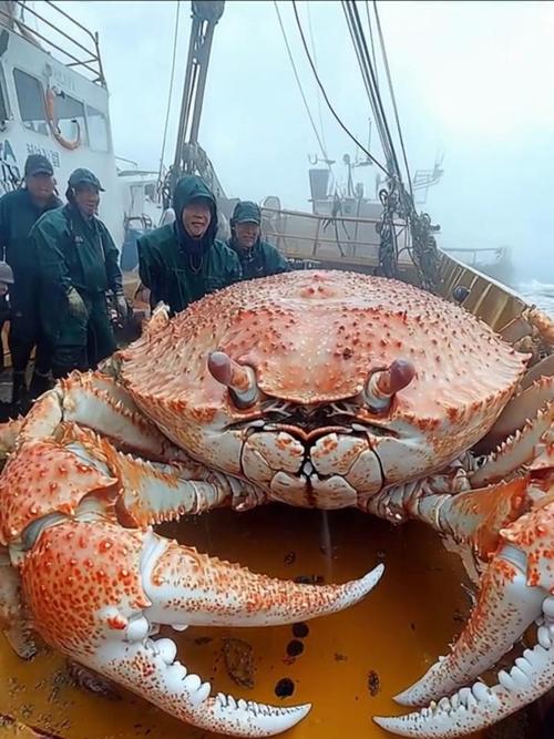 超大螃蟹视频