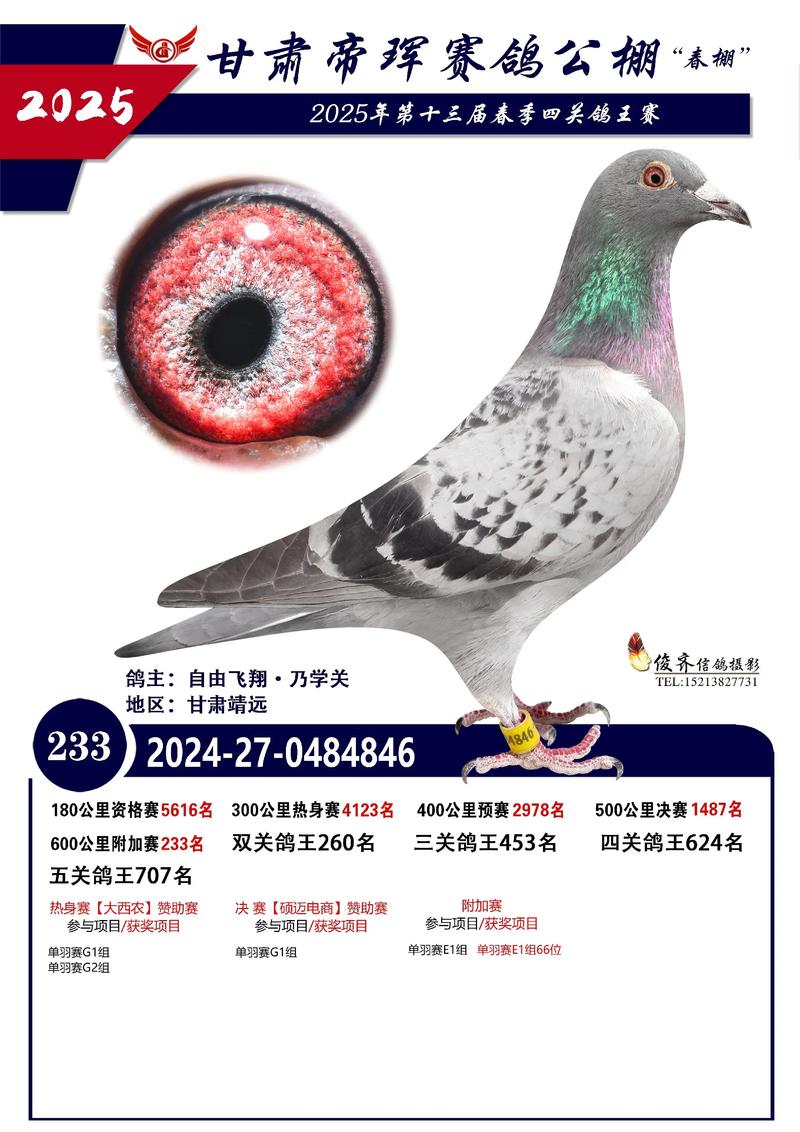 爱鸽者官方网站图标