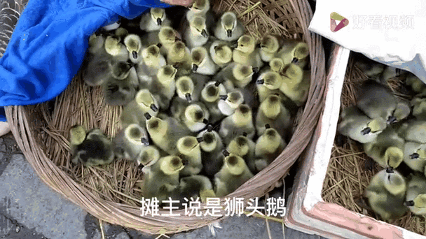 鸡鸭鹅苗批发市场图标