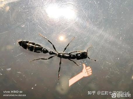 家里出现黑蚂蚁原因图标