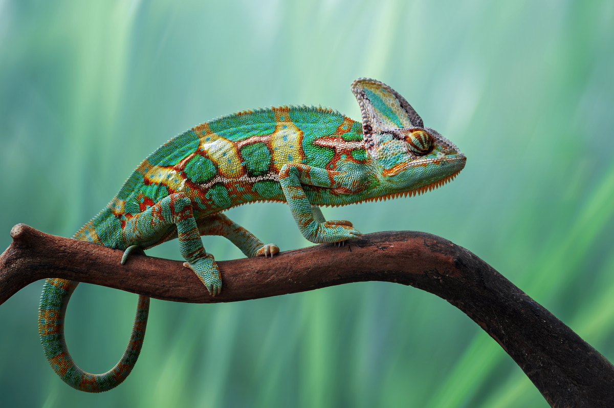 Chameleon是什么意思图标