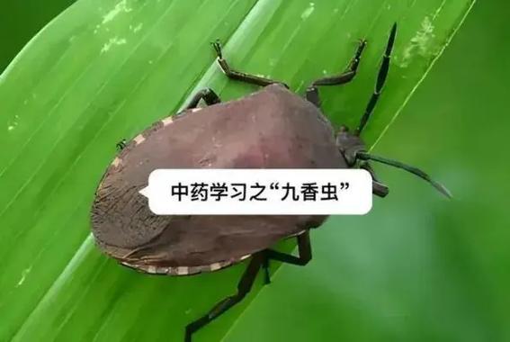 中医九香虫治什么病图标