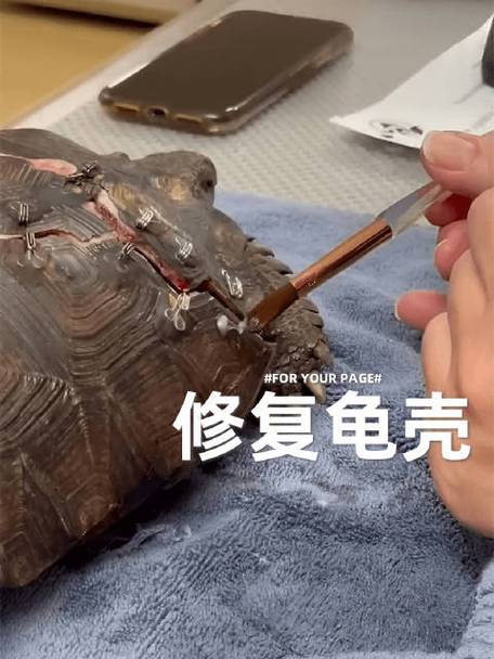 乌龟壳裂了乌龟会不会死图标