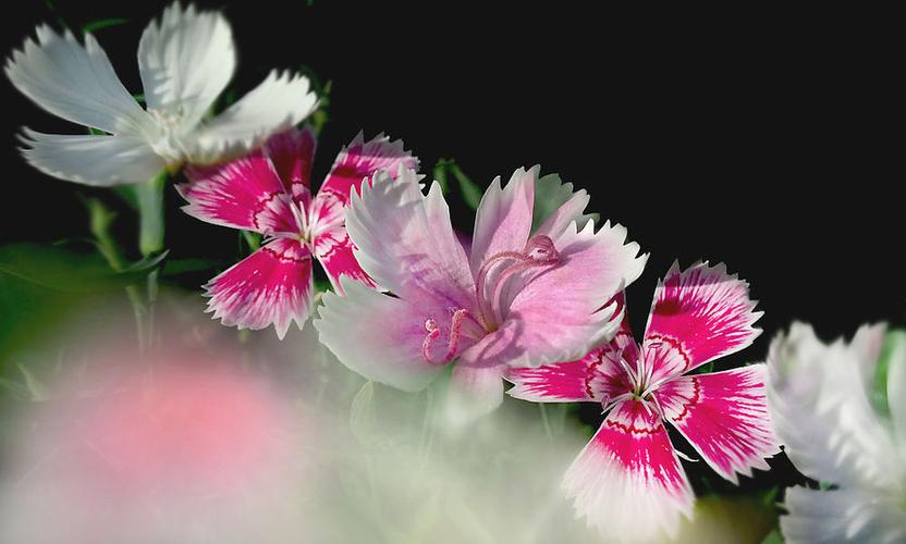 花园里有哪些花图标