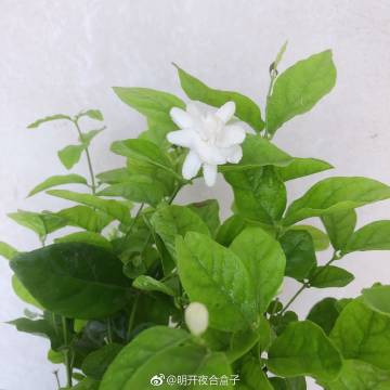 明开夜合盒子微博截图