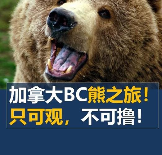 罒加熊是什么意思图标