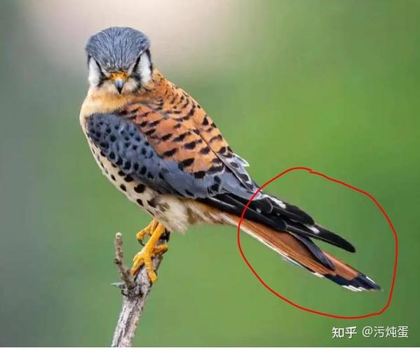雀是短尾巴鸟还是长尾巴鸟图标