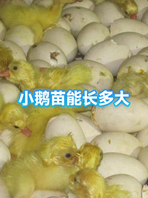浙东白鹅能长多大截图