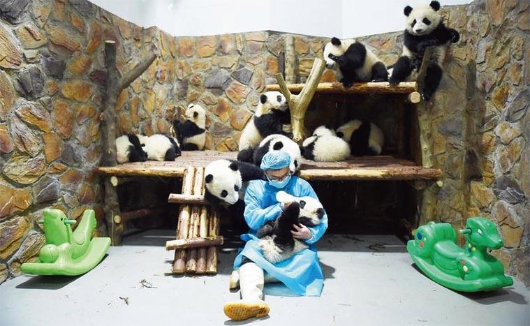 熊猫可以群养吗图标