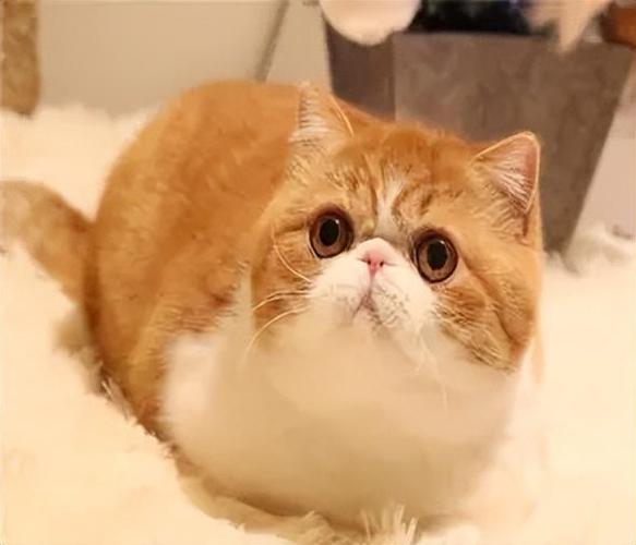 加菲猫真猫图标