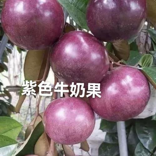 越南有苹果吗图标