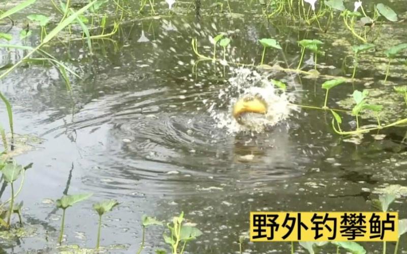 钓鱼时如何使用昆虫作为鱼饵图标