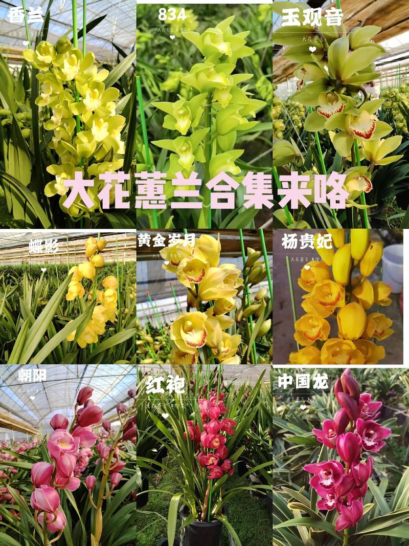惠花花版本合集的特点图标