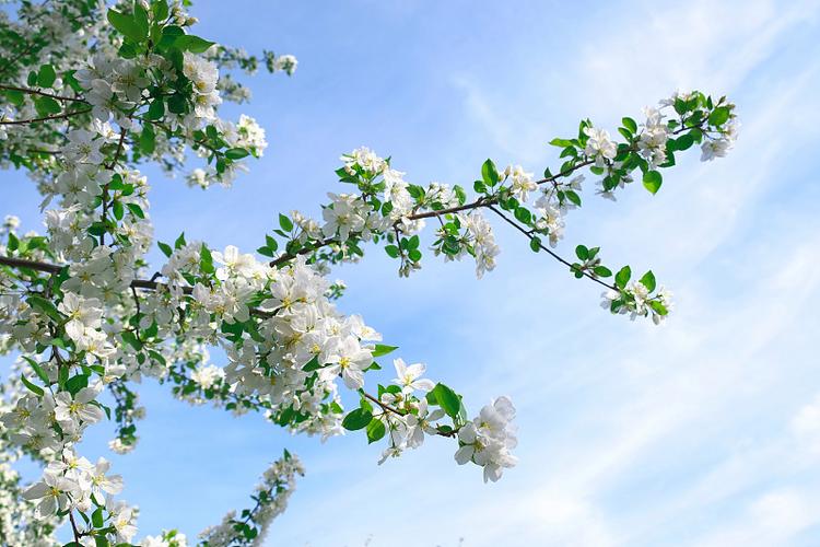 性版春暖花开图标